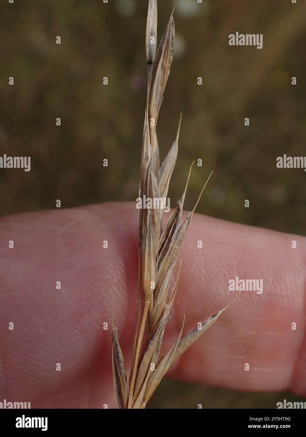 Upright Brome (Bromus erectus) Plantae Stock Photo - Alamy