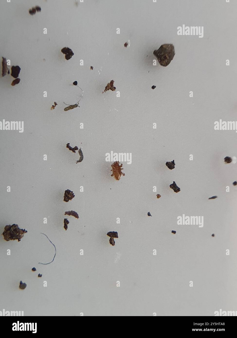 Mites and Ticks (Acari) Arachnida Stock Photo - Alamy