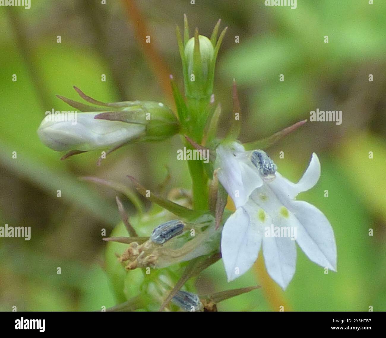 Indian tobacco (Lobelia inflata) Plantae Stock Photo - Alamy