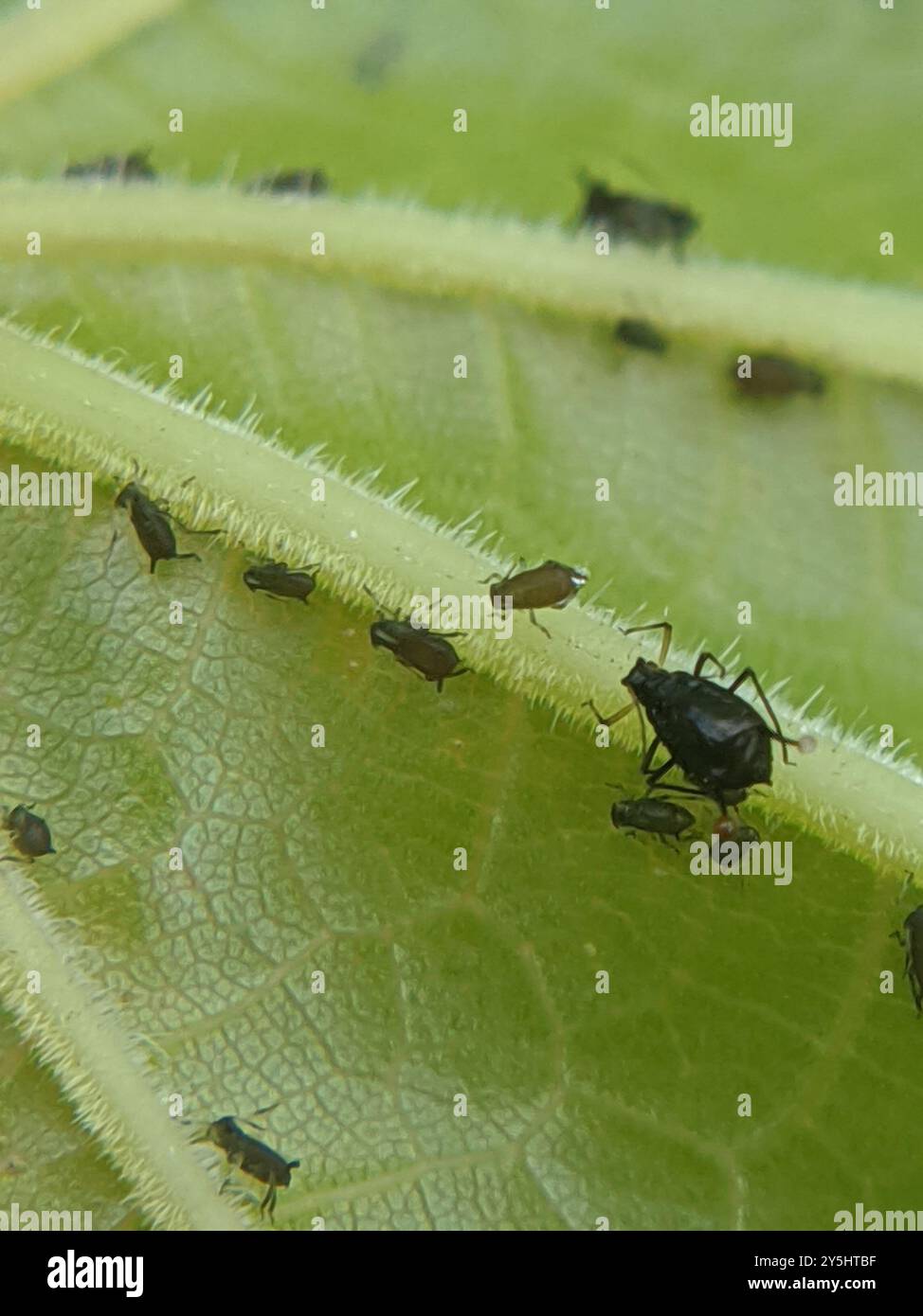 grapevine aphid (Aphis illinoisensis) Insecta Stock Photo - Alamy