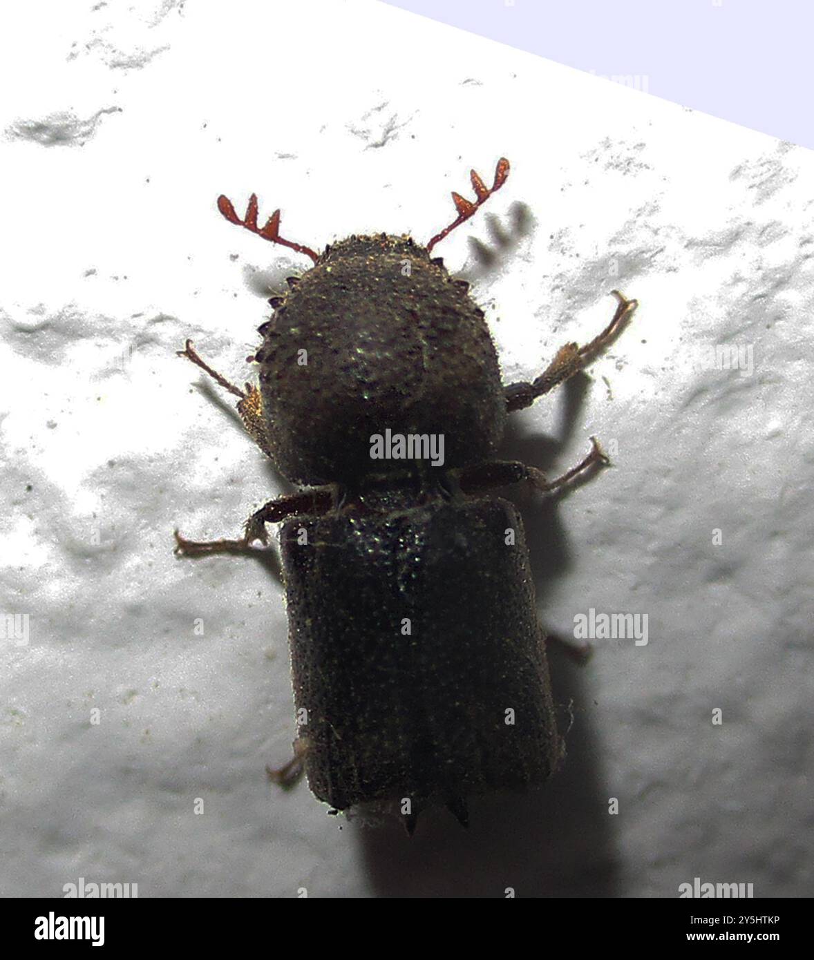 Auger Beetles (Bostrichidae) Insecta Stock Photo - Alamy