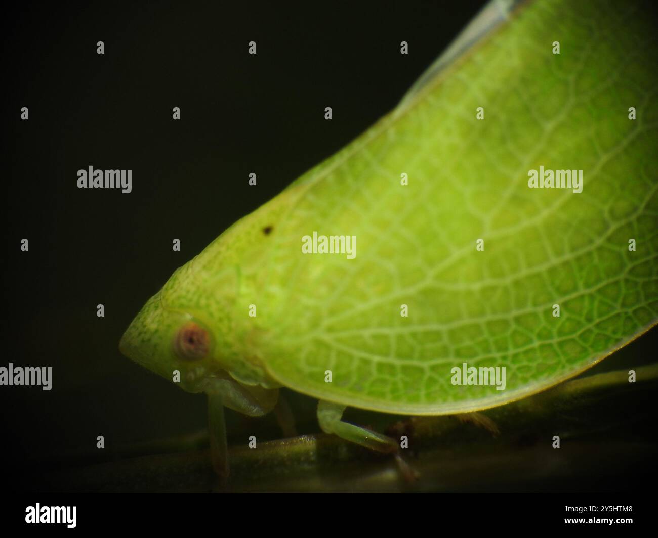 Green Cone-headed Planthopper (Acanalonia conica) Insecta Stock Photo ...