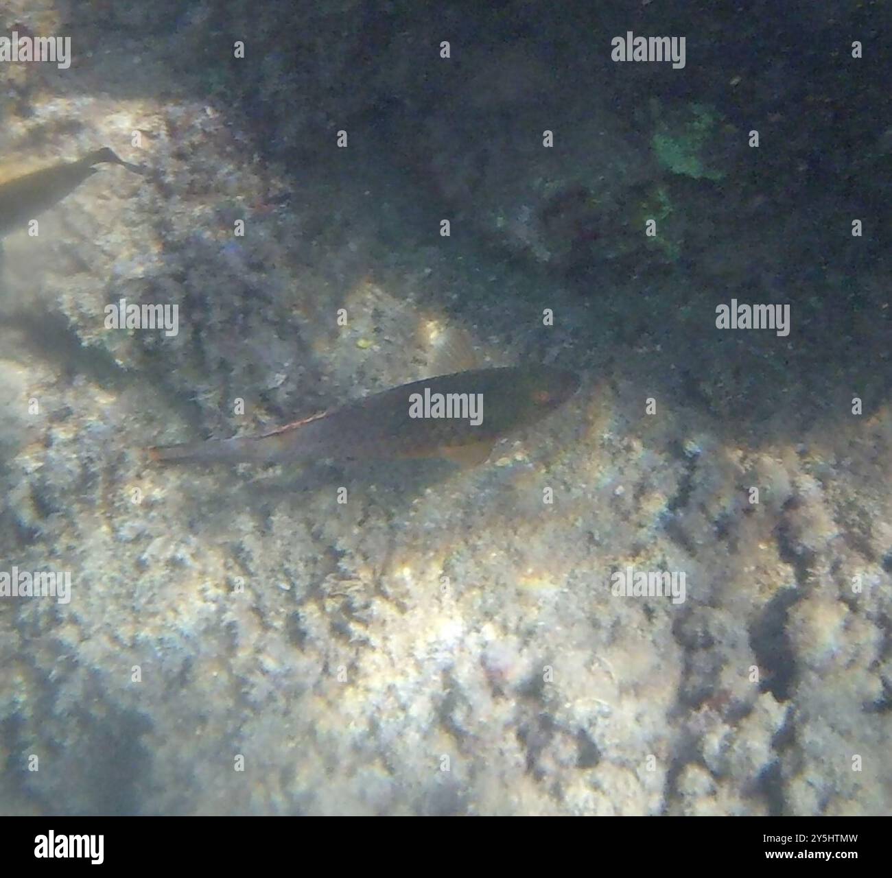 European Parrotfish (Sparisoma cretense) Actinopterygii Stock Photo - Alamy