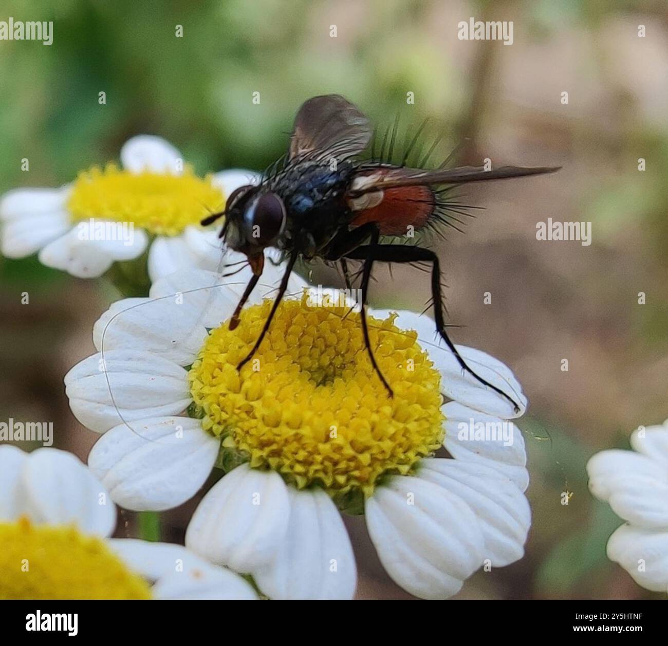 Red Spotted Parasite Fly (Eriothrix rufomaculata) Insecta Stock Photo ...
