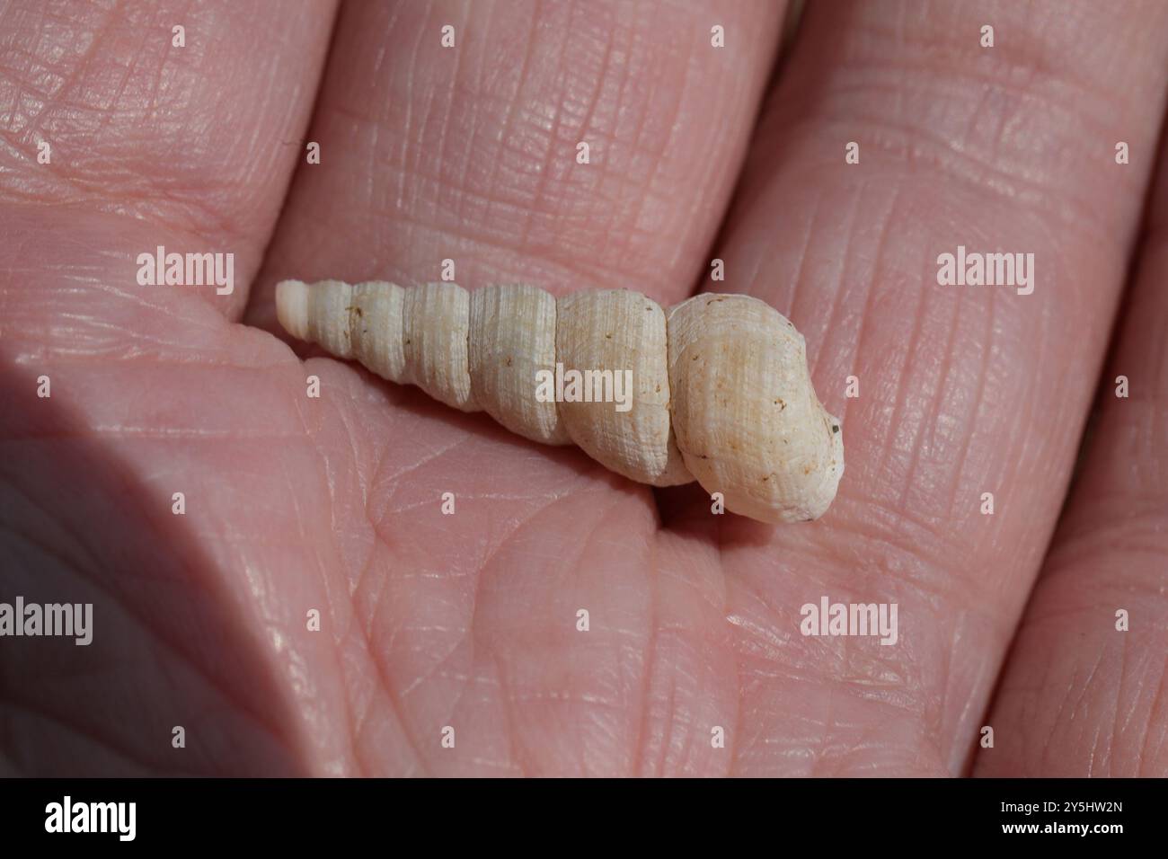 Common Tower Shell (Turritellinella tricarinata) Mollusca Stock Photo ...
