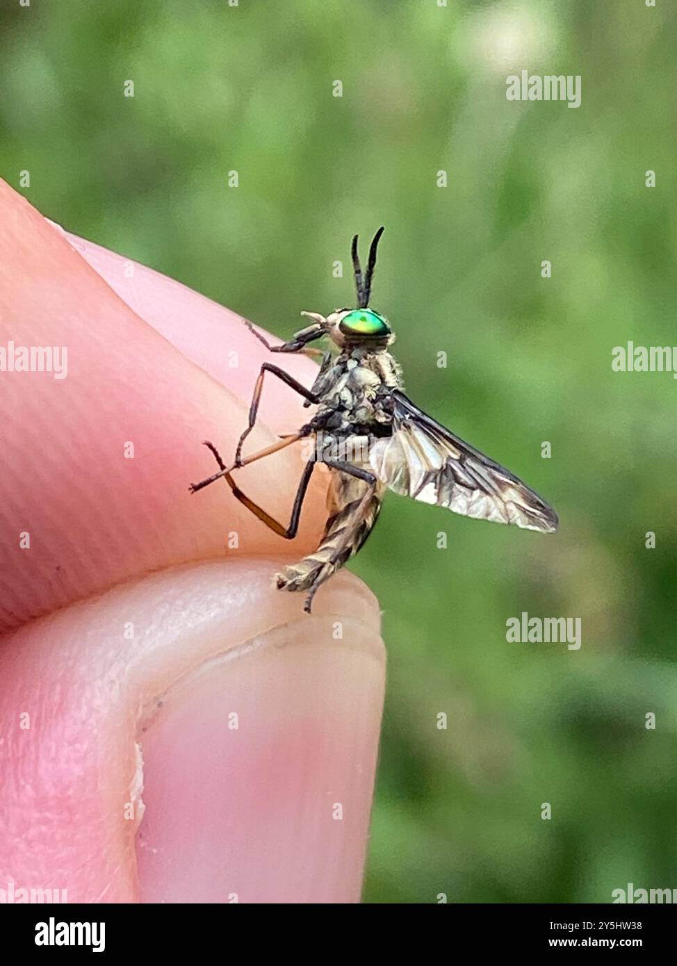 Twin-lobed Deer Fly (Chrysops relictus) Insecta Stock Photo - Alamy