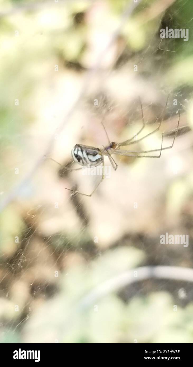 Sierra Dome Spider (Neriene litigiosa) Arachnida Stock Photo - Alamy