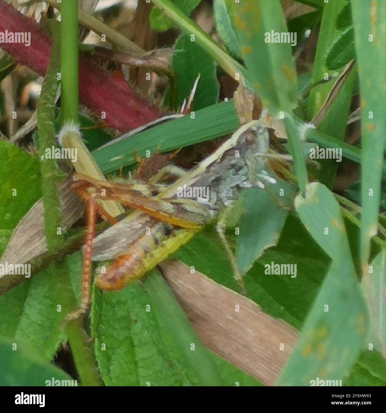 Rufous Grasshopper (Gomphocerippus rufus) Insecta Stock Photo - Alamy