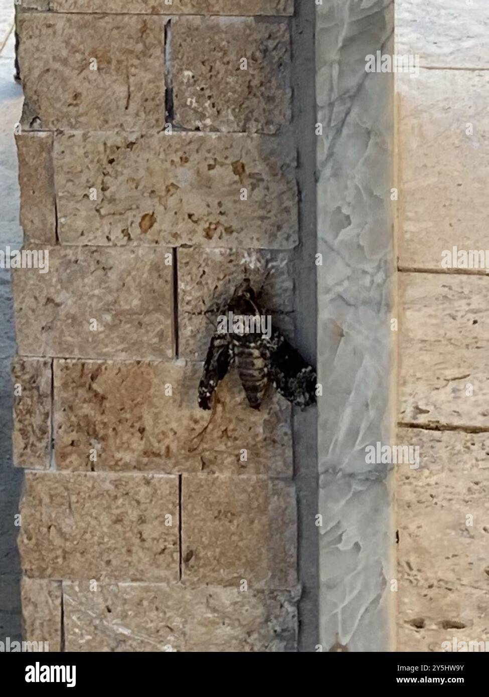 Rustic Sphinx (Manduca rustica) Insecta Stock Photo - Alamy