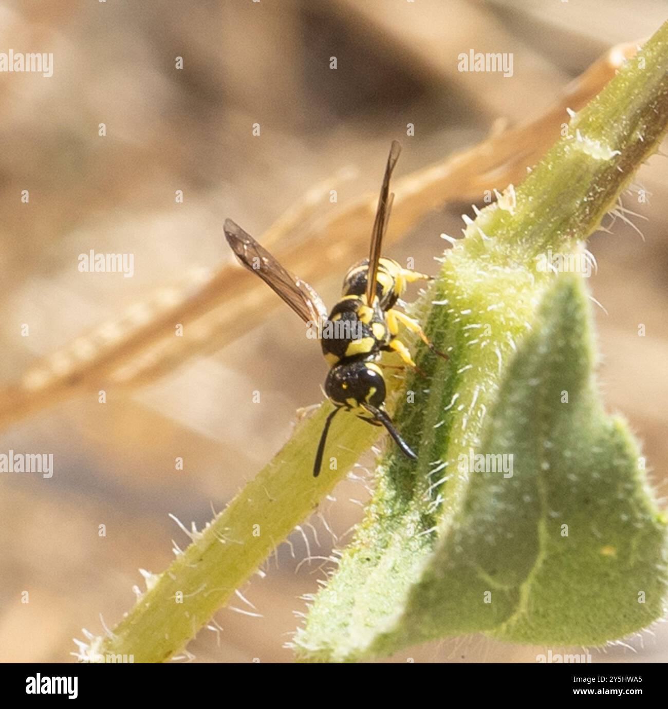 (Stenodynerus anormis) Insecta Stock Photo - Alamy