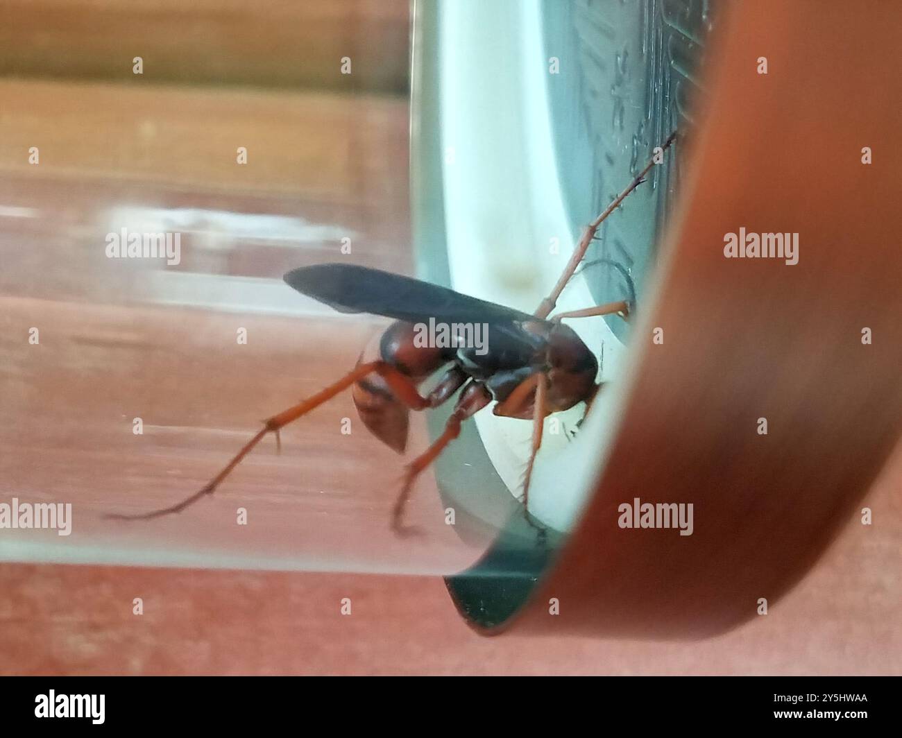Rusty spider wasp hi-res stock photography and images - Alamy