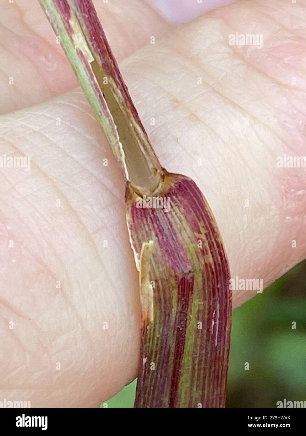 African bristlegrass (Setaria sphacelata) Plantae Stock Photo - Alamy