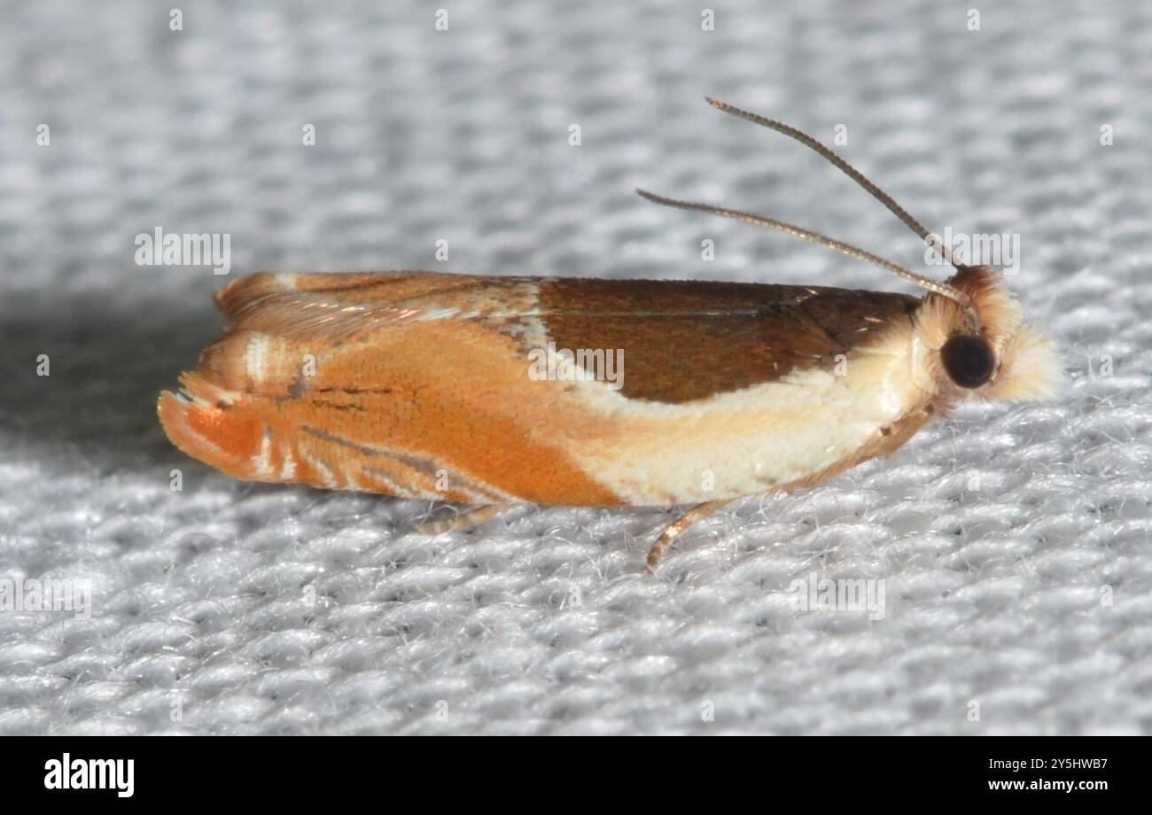 Oak Leaffolder Moth (Ancylis burgessiana) Insecta Stock Photo - Alamy