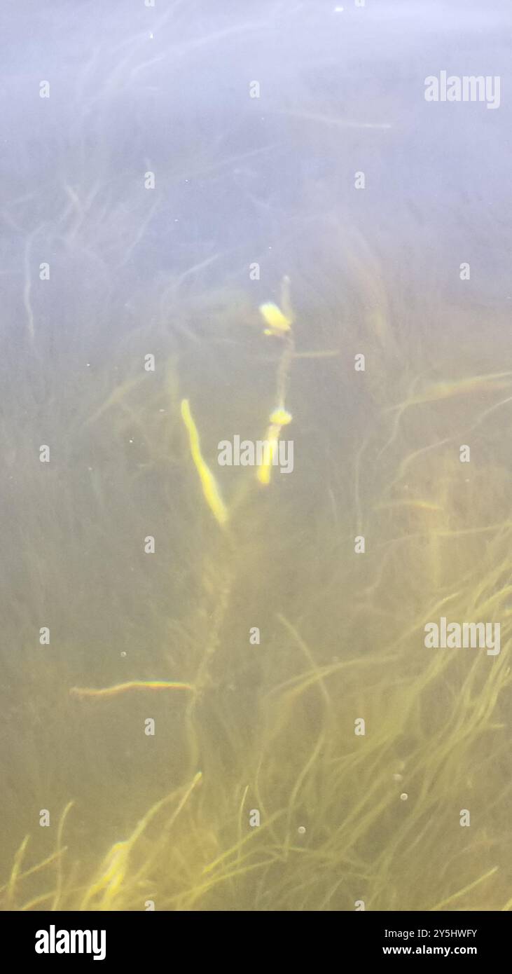 monocots (Liliopsida) Plantae Stock Photo - Alamy