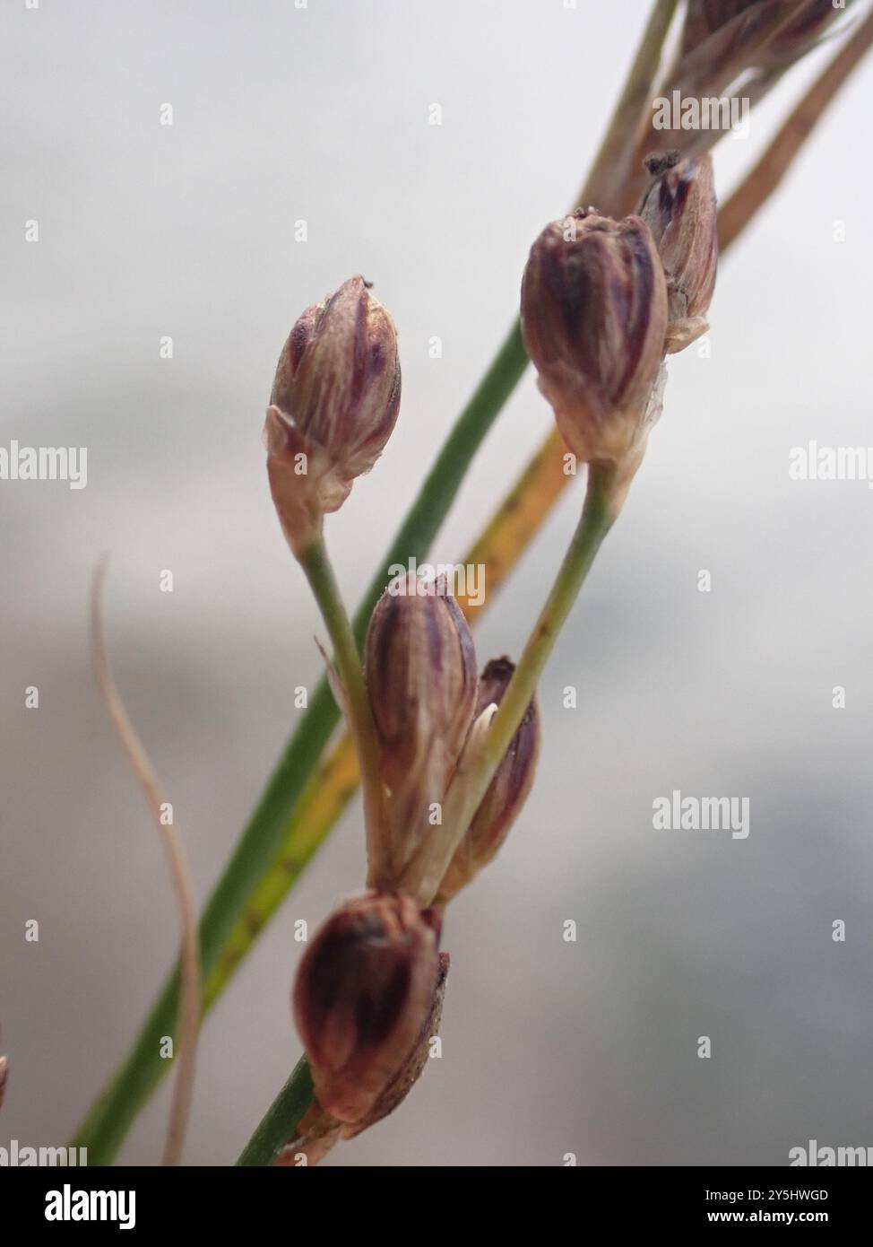 Saltmeadow Rush (Juncus gerardi) Plantae Stock Photo - Alamy
