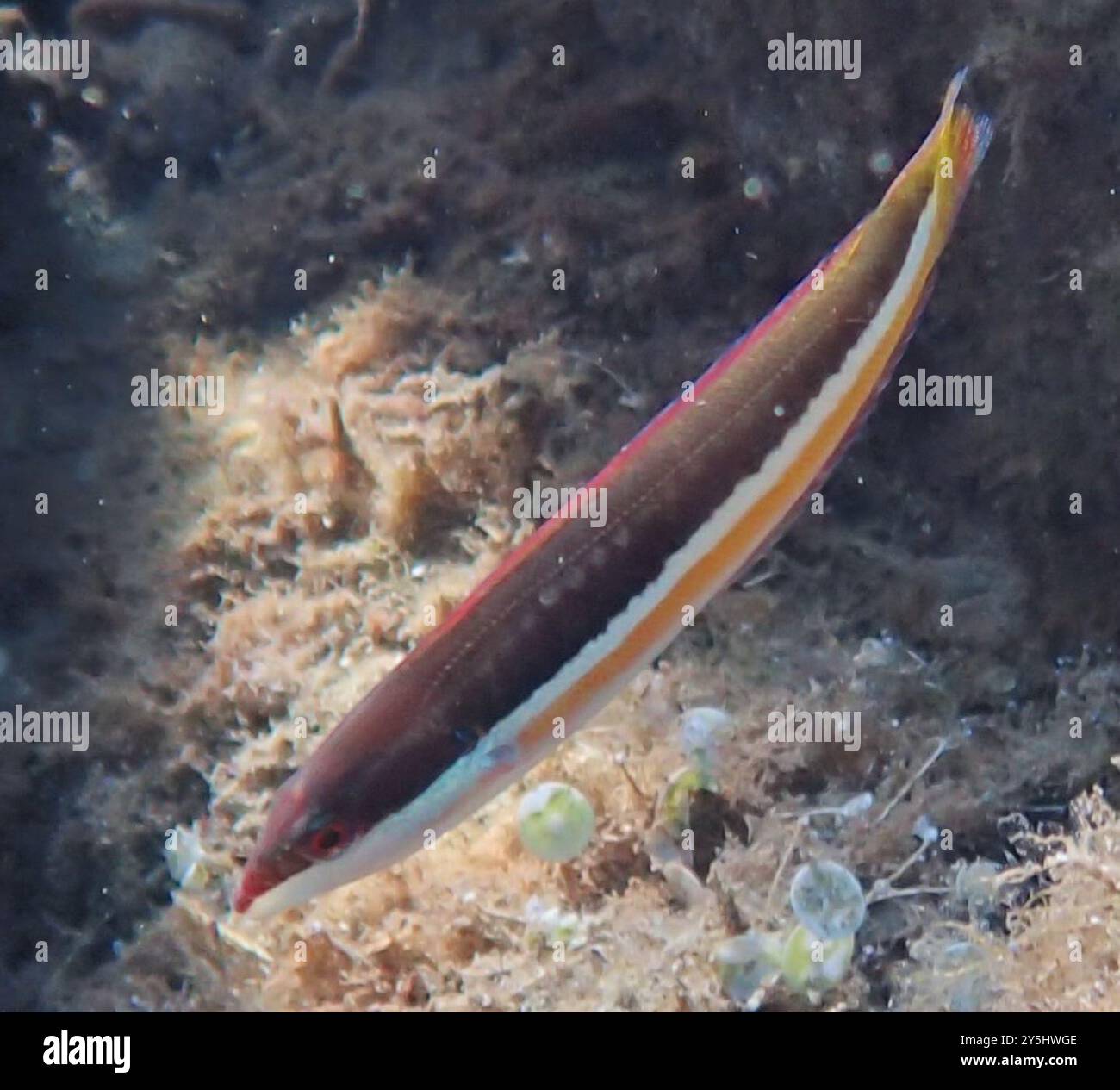 Mediterranean Rainbow Wrasse (Coris julis) Actinopterygii Stock Photo ...