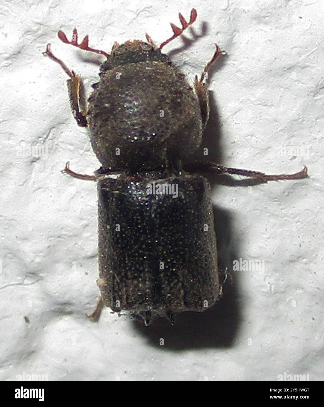 Auger Beetles (Bostrichidae) Insecta Stock Photo - Alamy