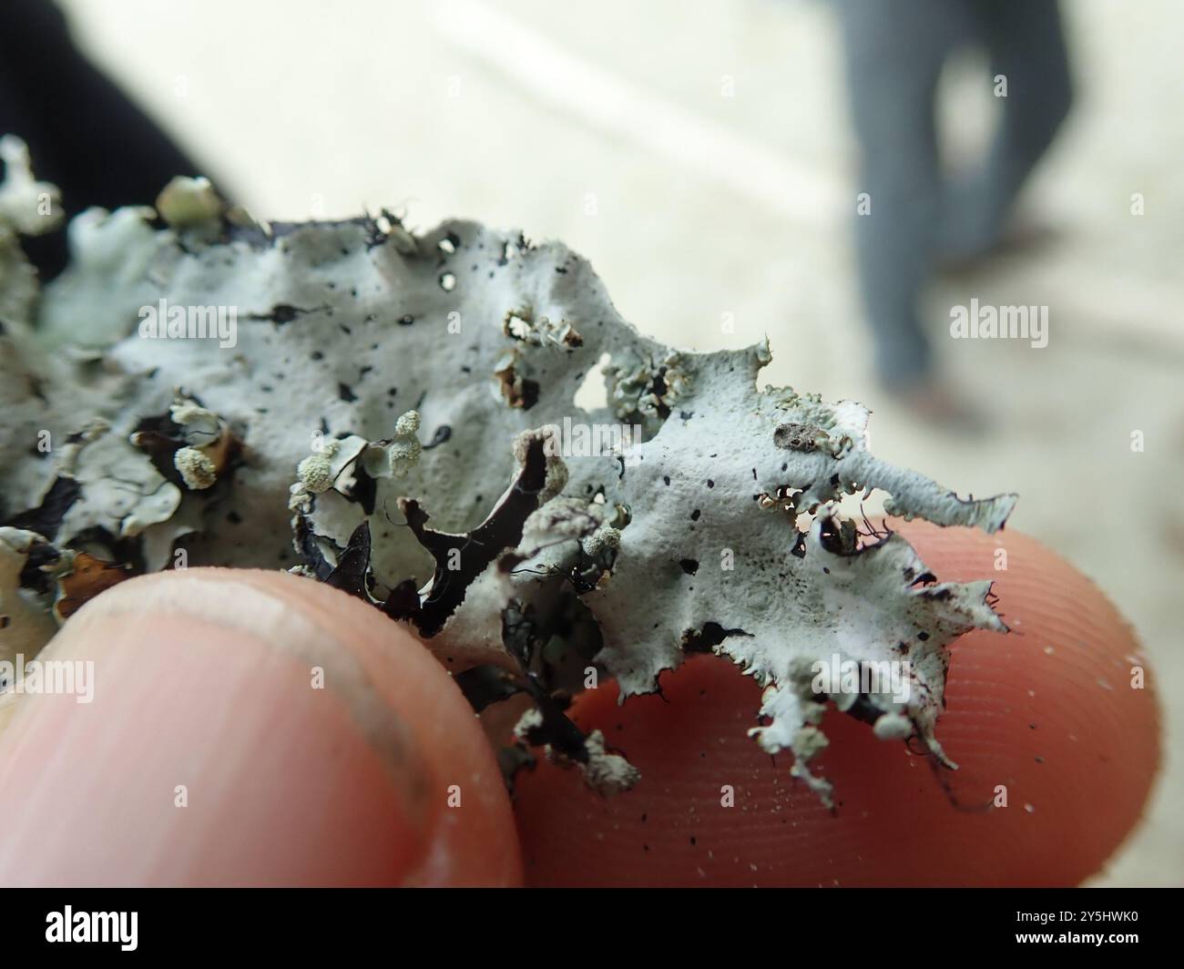 Ruffle Lichens (Parmotrema) Fungi Stock Photo - Alamy