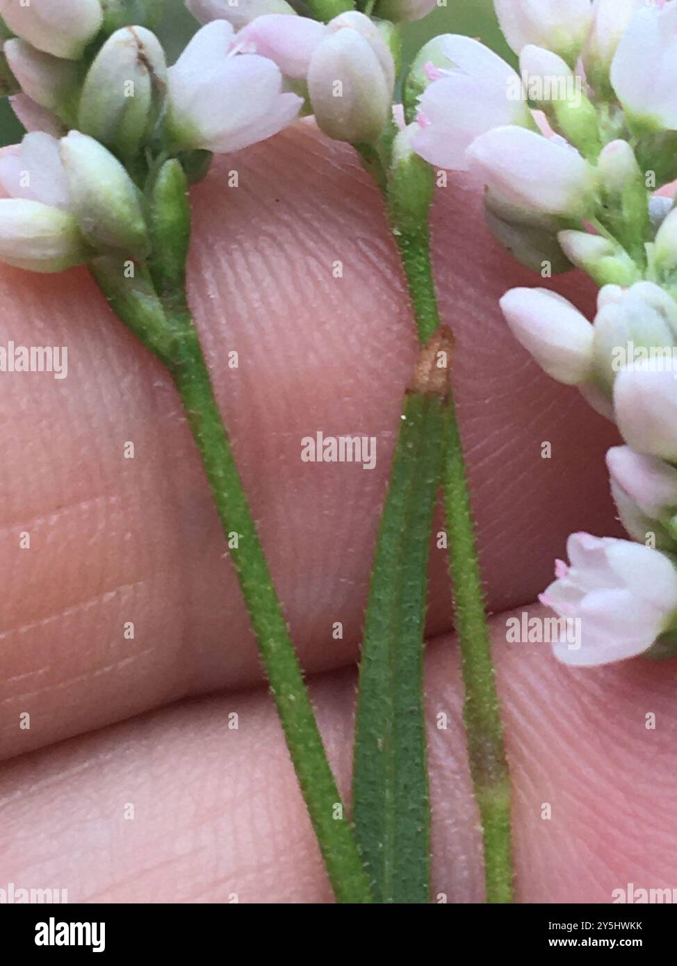 pinkweed (Persicaria pensylvanica) Plantae Stock Photo - Alamy