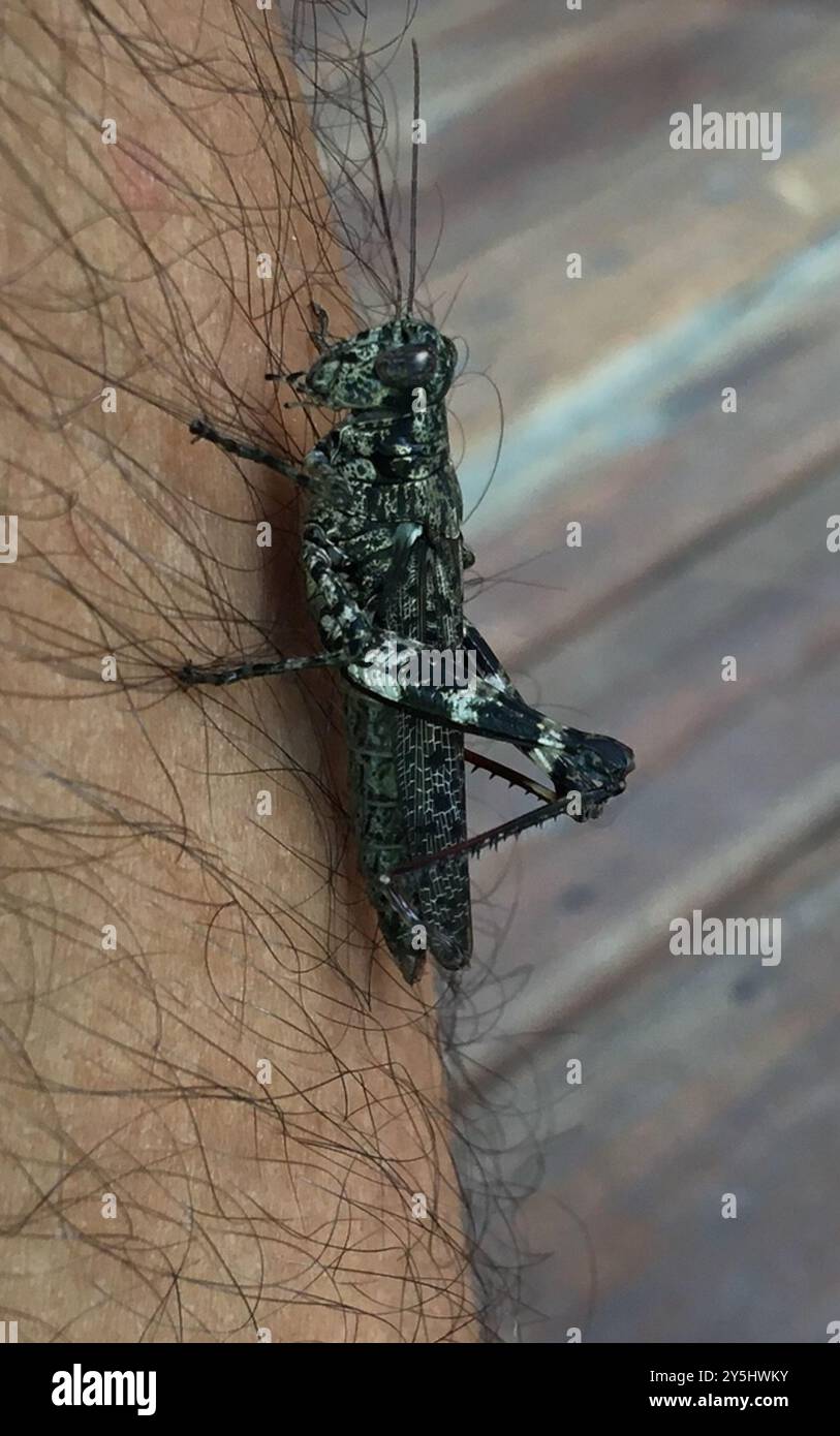Pine tree Spur-throat Grasshopper (Melanoplus punctulatus) Insecta ...