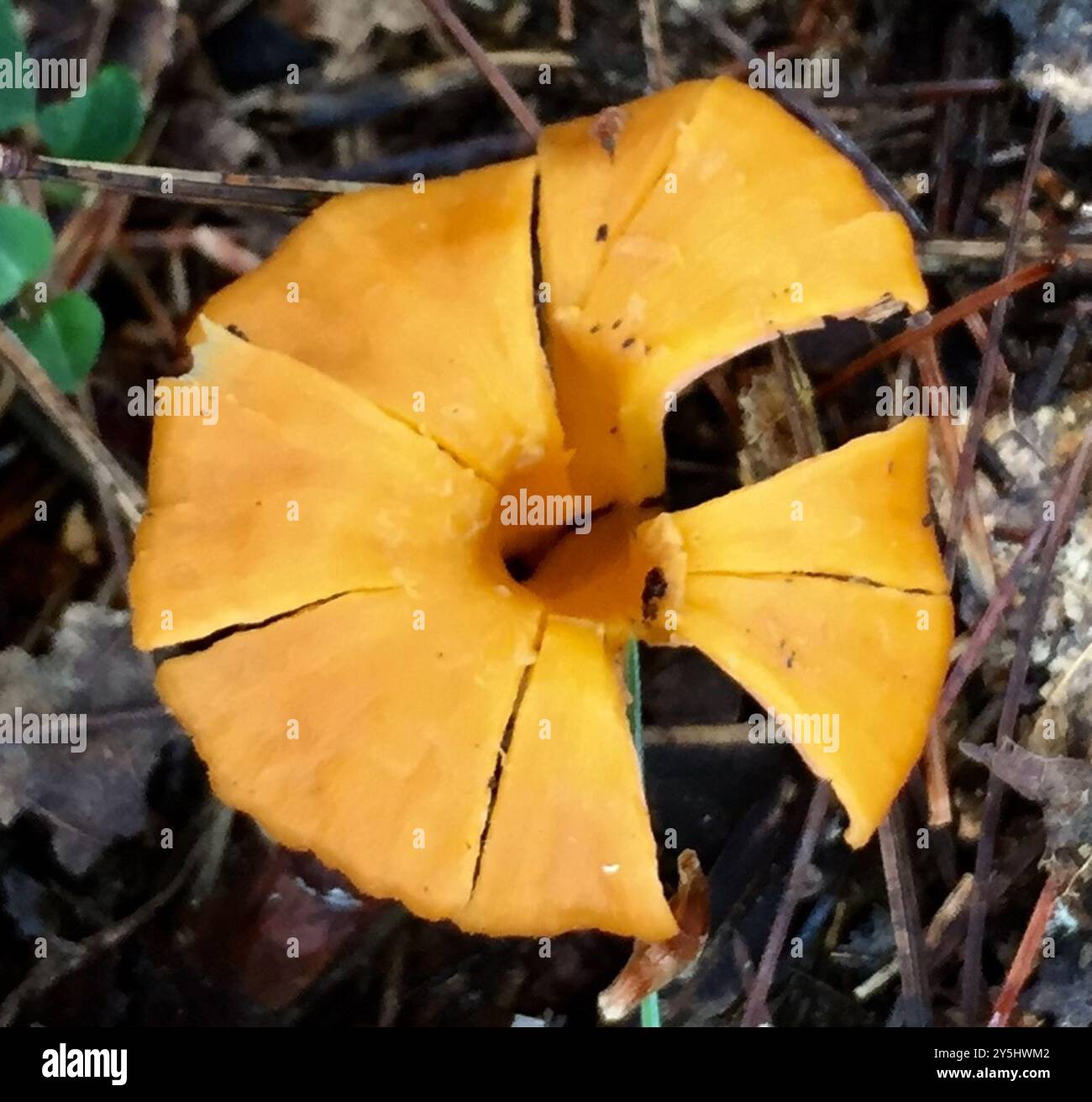 flame trumpet (Craterellus ignicolor) Fungi Stock Photo - Alamy