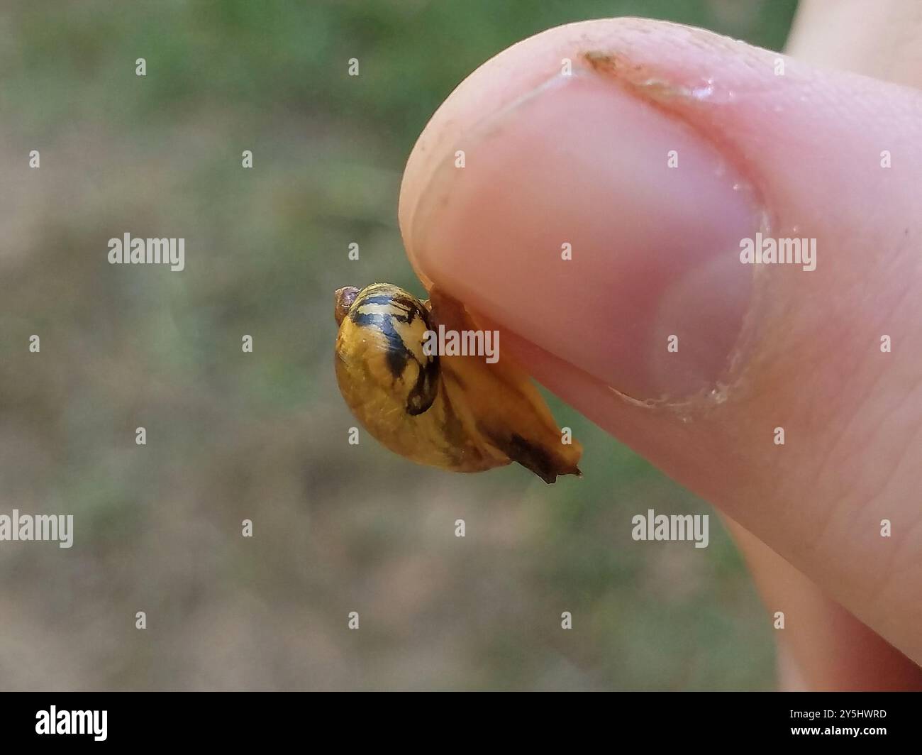 Amber Snails (Succineidae) Mollusca Stock Photo - Alamy