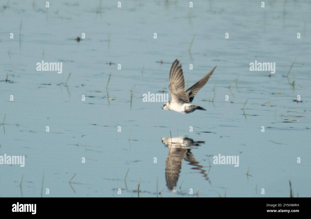 White rumped swallow hi-res stock photography and images - Alamy