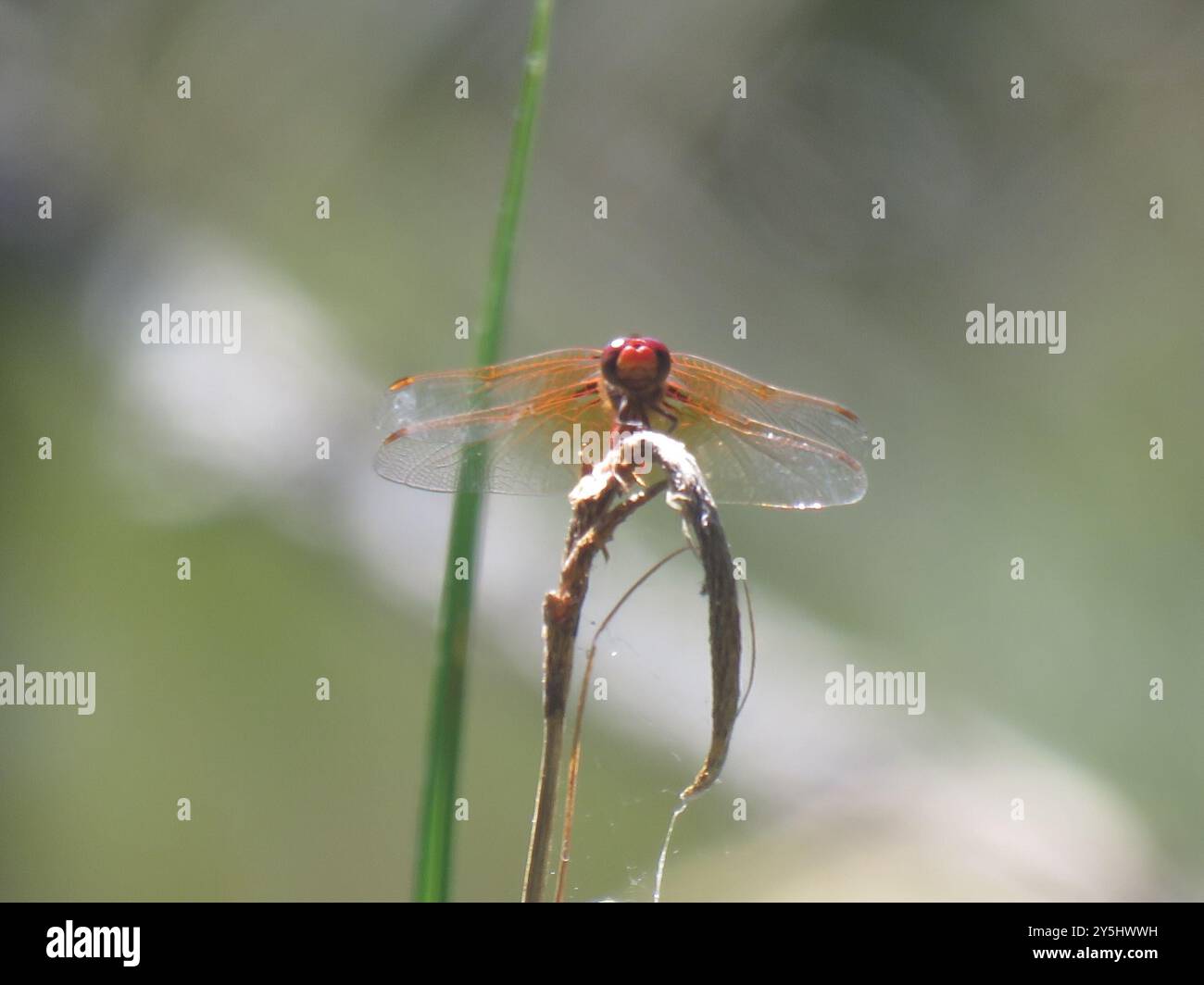Cardinal Meadowhawk (Sympetrum illotum) Insecta Stock Photo - Alamy