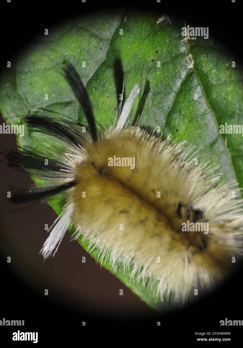 Banded Tussock Moth (Halysidota tessellaris) Insecta Stock Photo - Alamy