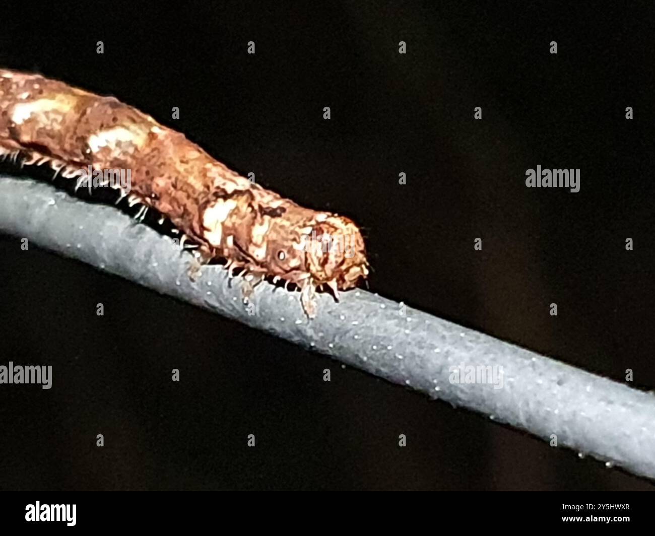 Geometer Moths (Geometridae) Insecta Stock Photo - Alamy