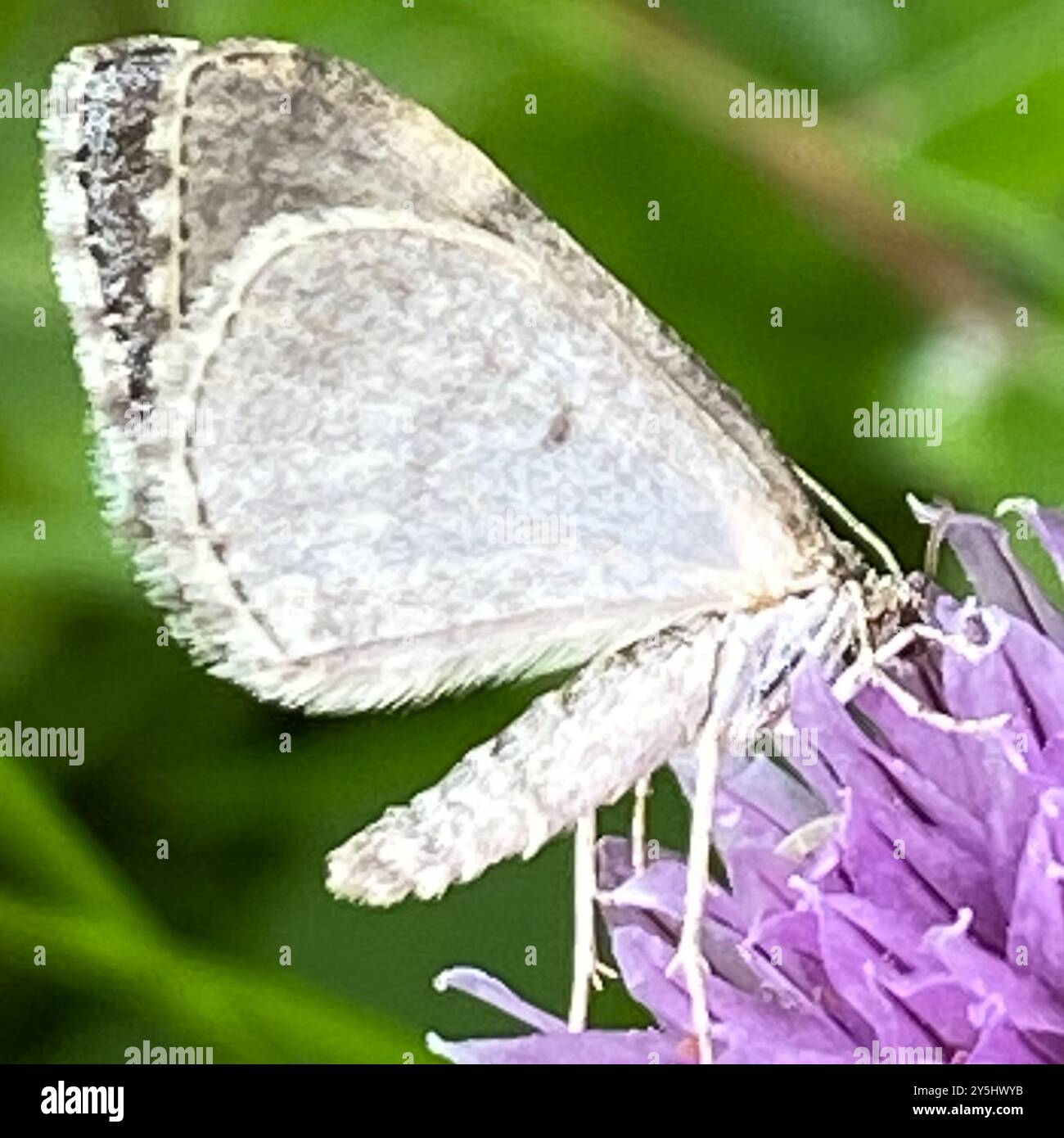 Carpet Moths (Larentiinae) Insecta Stock Photo - Alamy