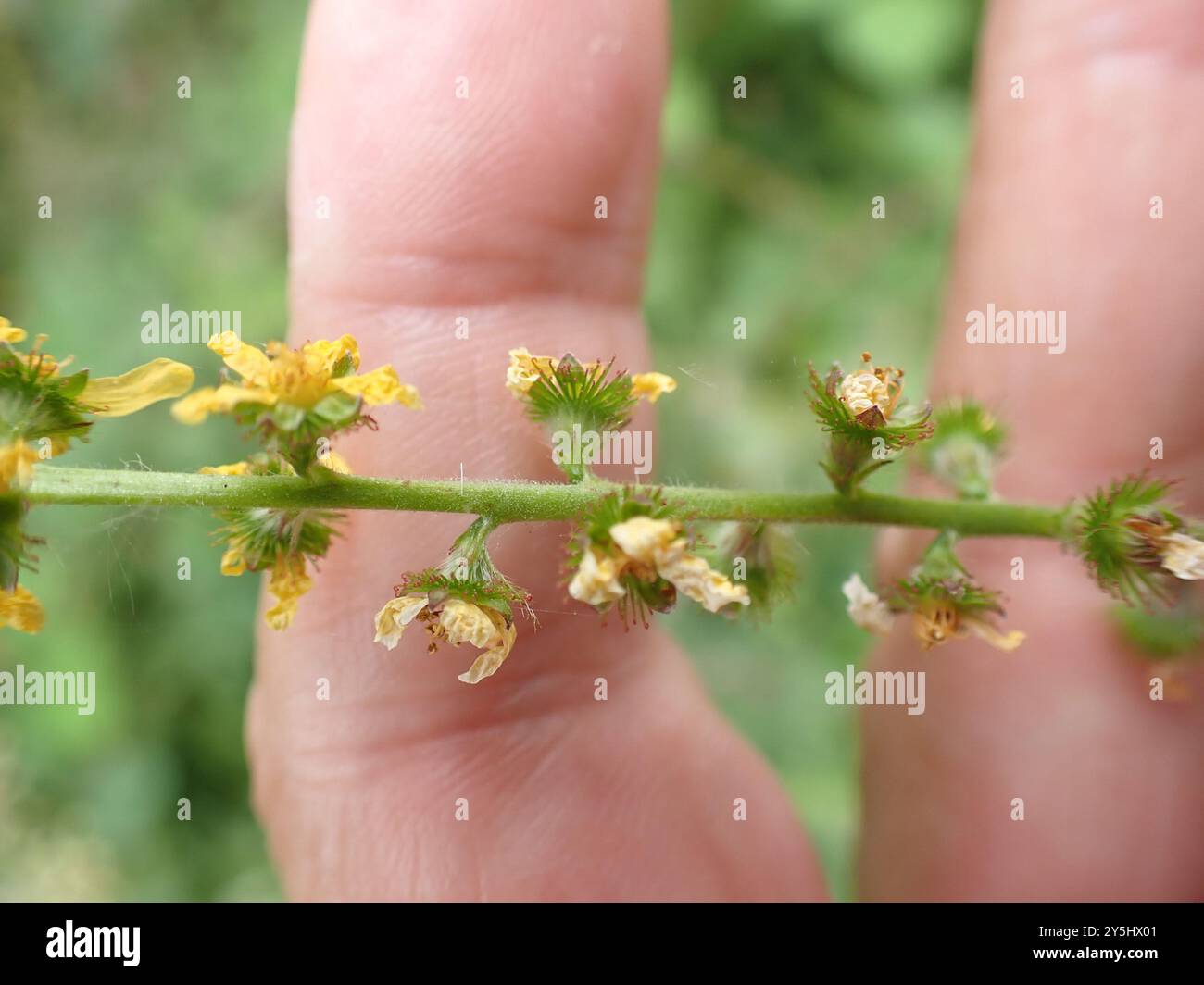 common agrimony (Agrimonia eupatoria) Plantae Stock Photo - Alamy