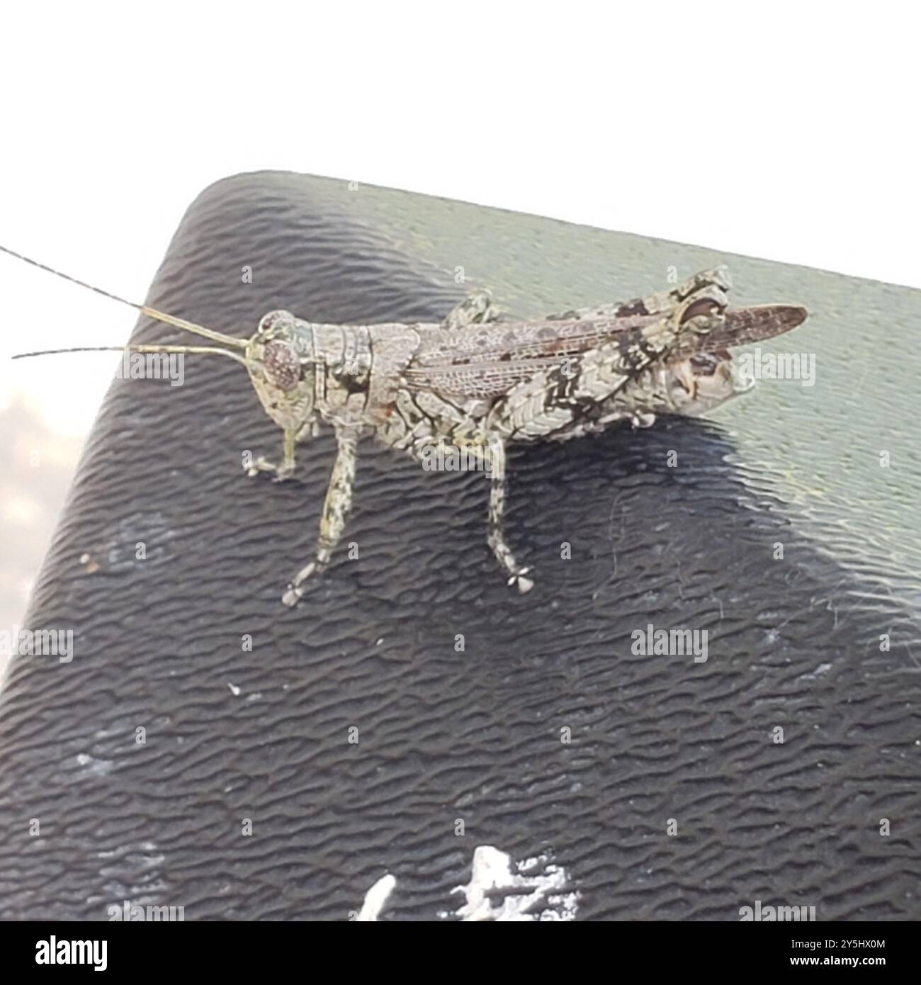 Pine tree Spur-throat Grasshopper (Melanoplus punctulatus) Insecta ...