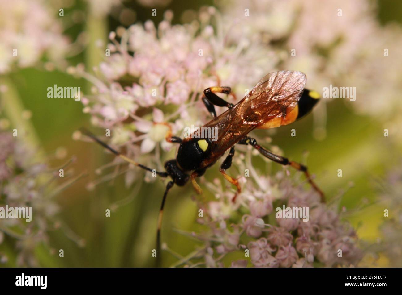Yellow-tipped Darwin Wasp (Ichneumon stramentor) Insecta Stock Photo ...