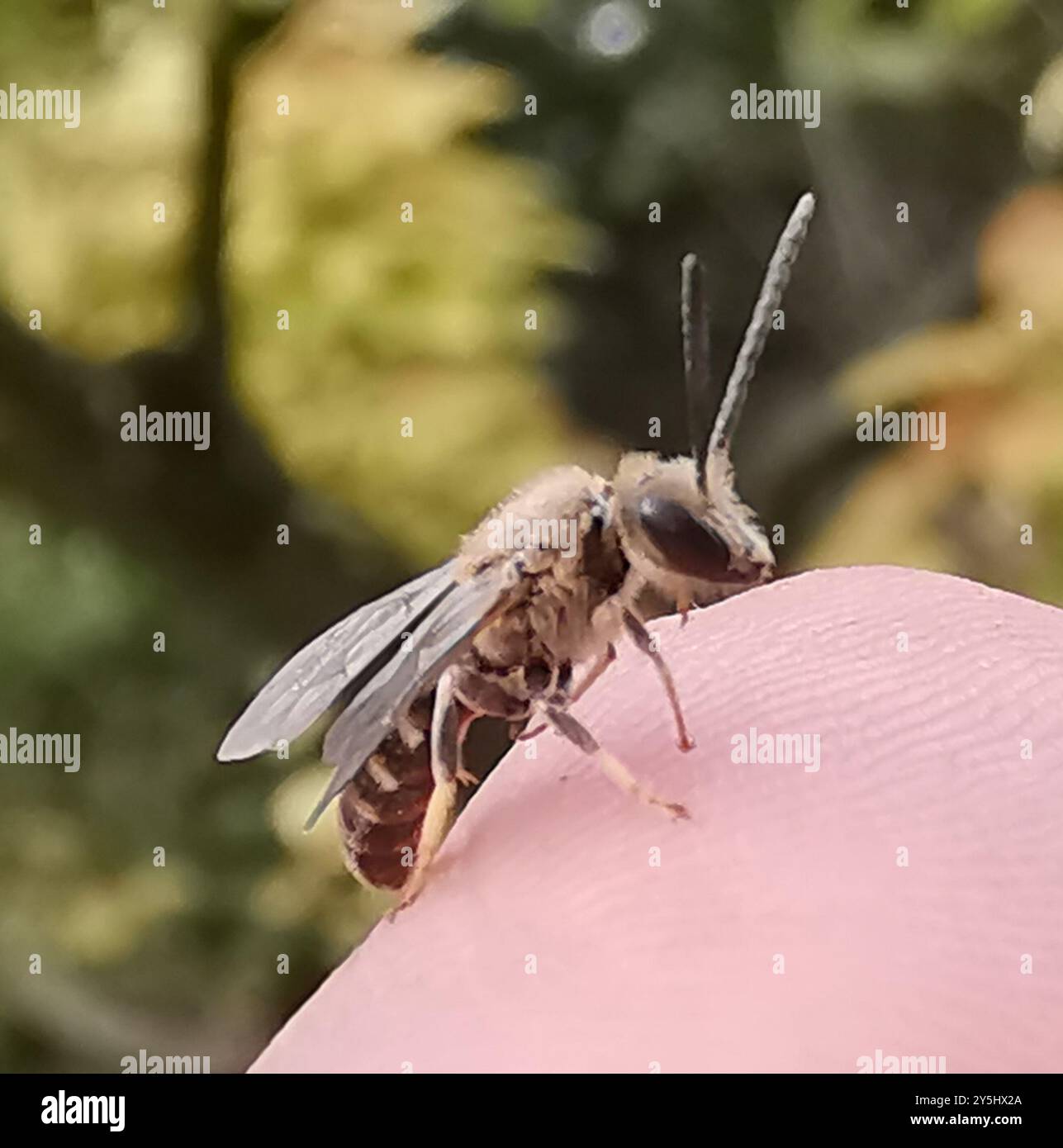 Sweat bees (Lasioglossum) Insecta Stock Photo - Alamy