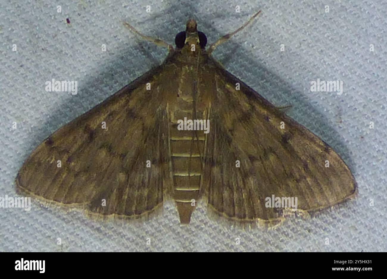 Dusky Herpetogramma Moth (Herpetogramma phaeopteralis) Insecta Stock ...