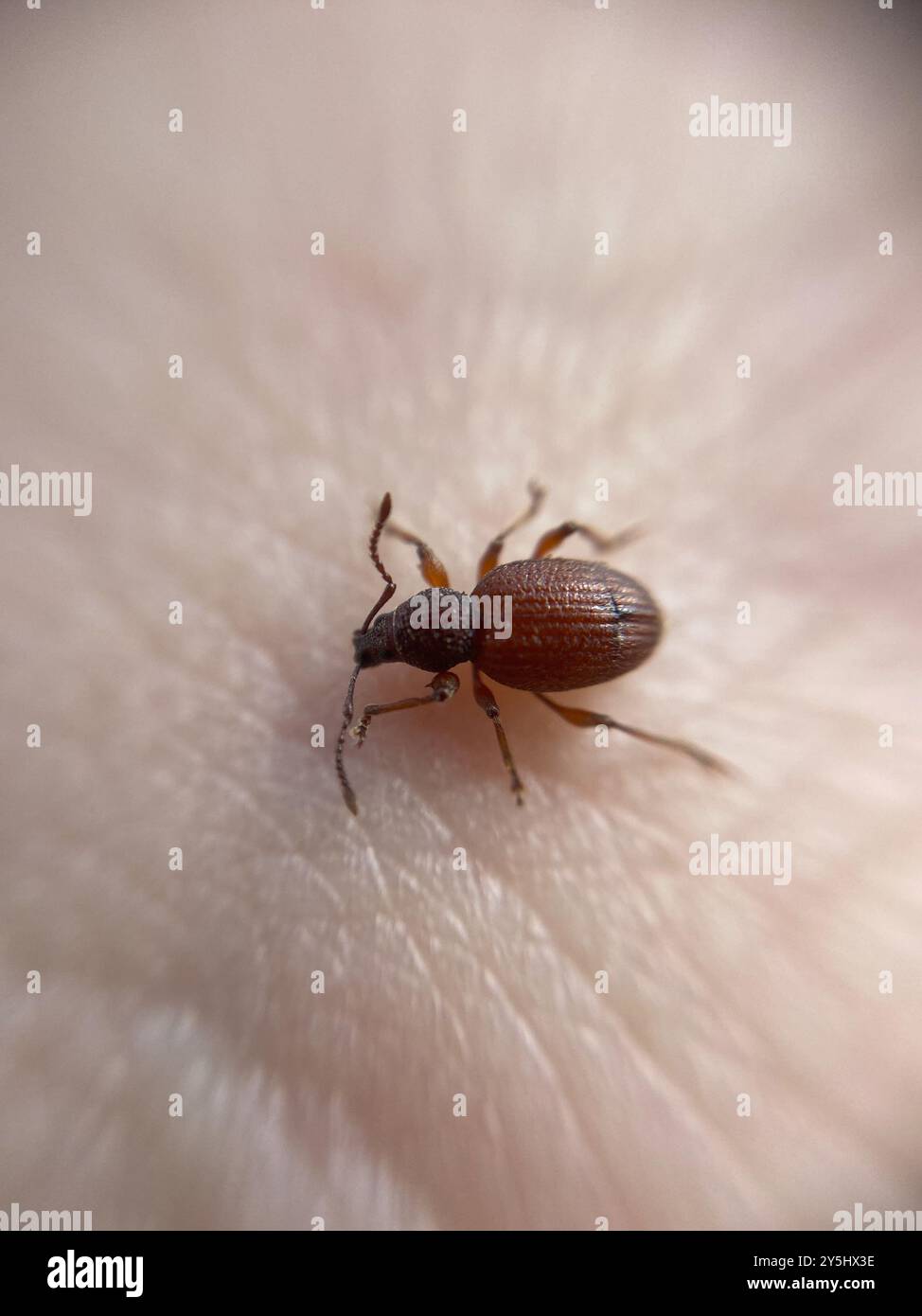 Strawberry Root Weevil (Otiorhynchus ovatus) Insecta Stock Photo - Alamy
