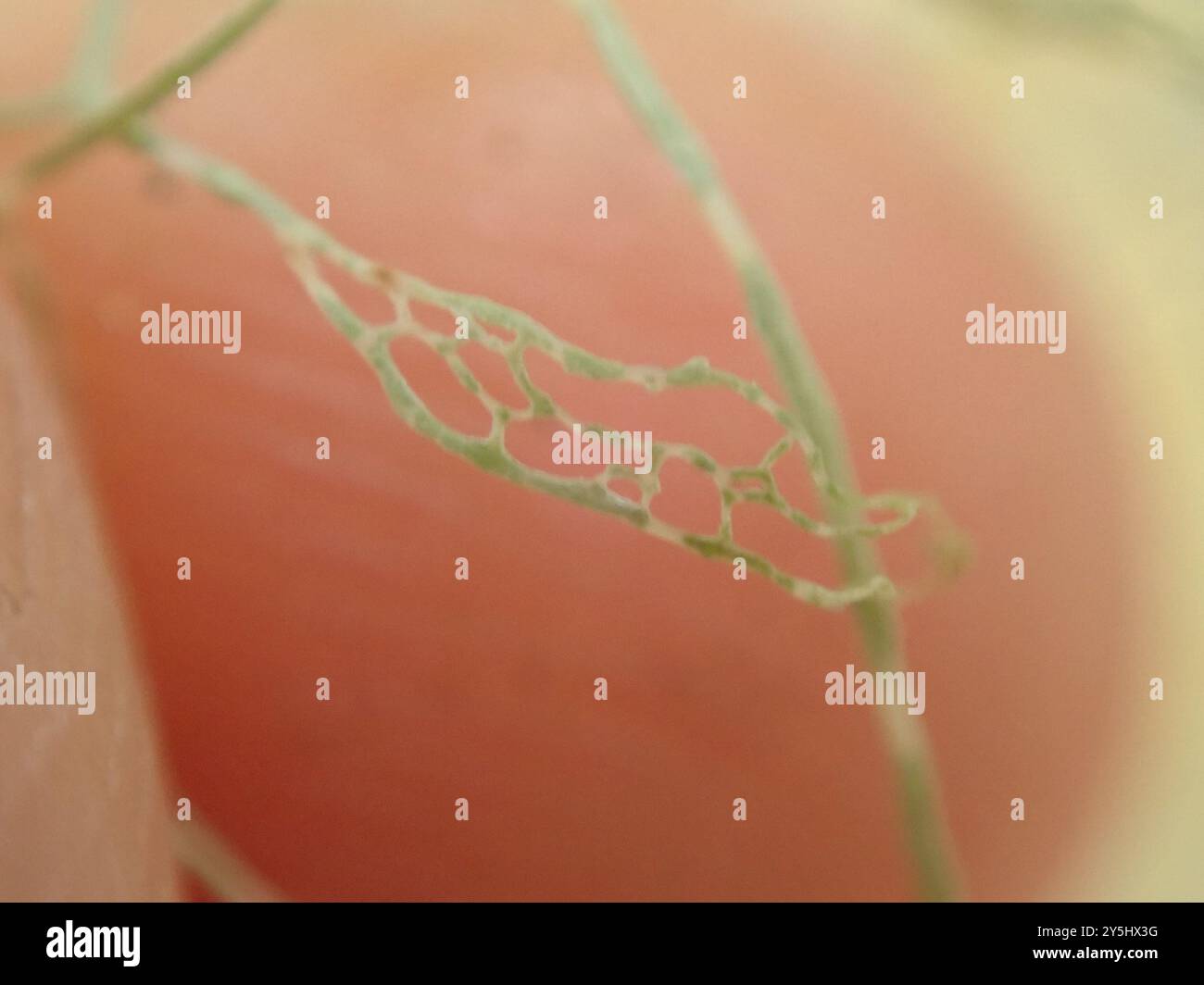 lace lichen (Ramalina menziesii) Fungi Stock Photo - Alamy