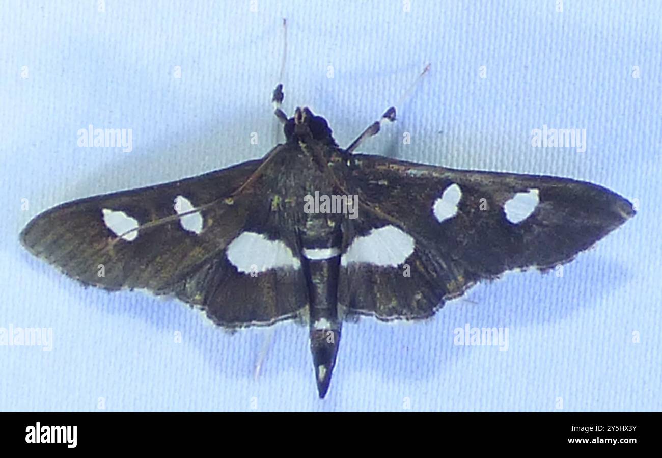 Grape Leaffolder Moth (Desmia funeralis) Insecta Stock Photo - Alamy