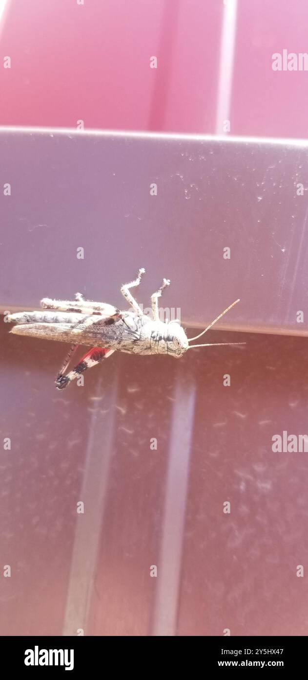 Pine tree Spur-throat Grasshopper (Melanoplus punctulatus) Insecta ...