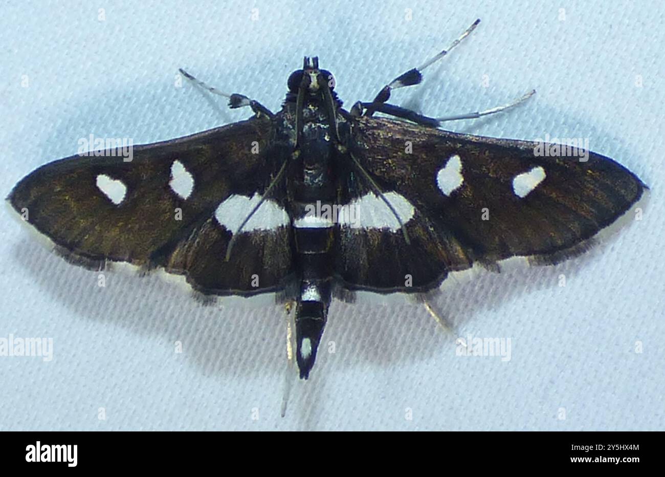 Grape Leaffolder Moth (Desmia funeralis) Insecta Stock Photo - Alamy