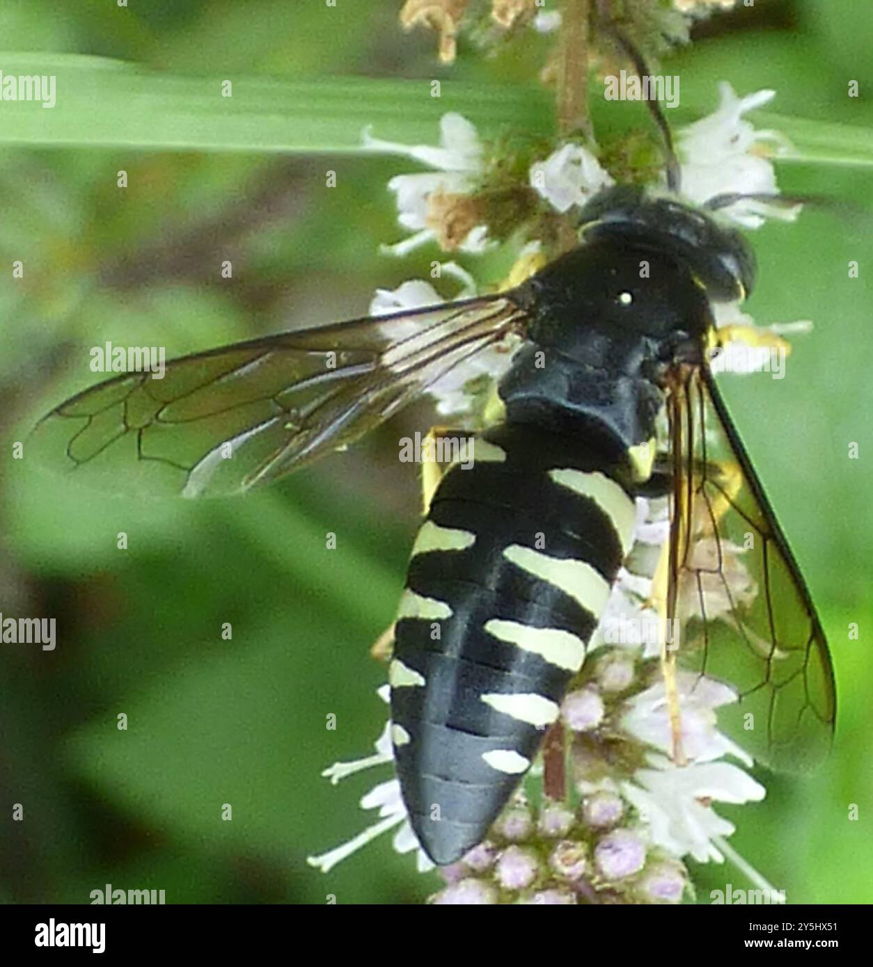 Four-banded Stink Bug Wasp (Bicyrtes quadrifasciatus) Insecta Stock ...