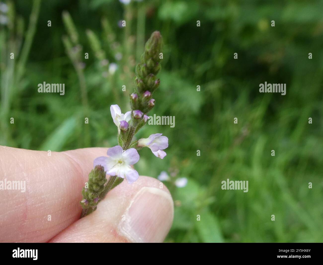 Common vervain (Verbena officinalis) Plantae Stock Photo - Alamy