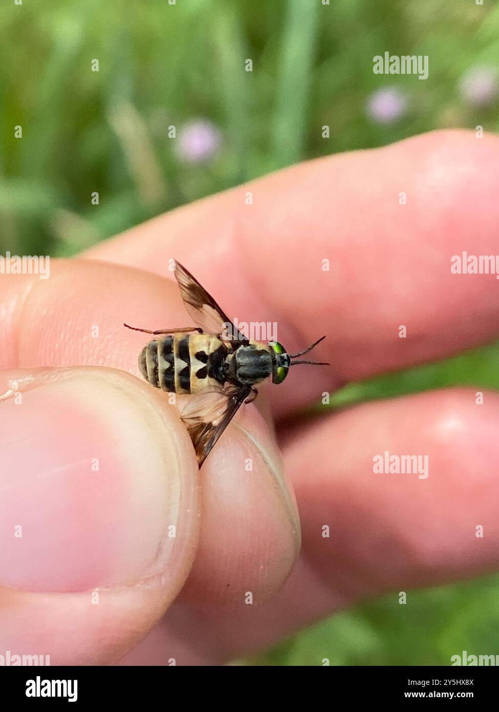 Twin-lobed Deer Fly (Chrysops relictus) Insecta Stock Photo - Alamy