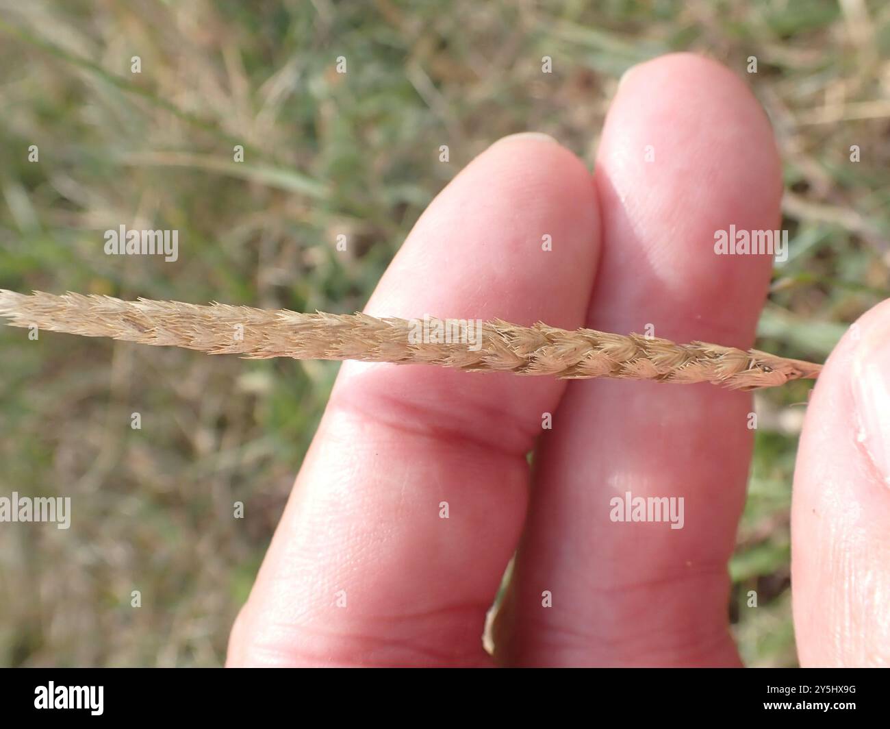 crested dogtail grass (Cynosurus cristatus) Plantae Stock Photo - Alamy