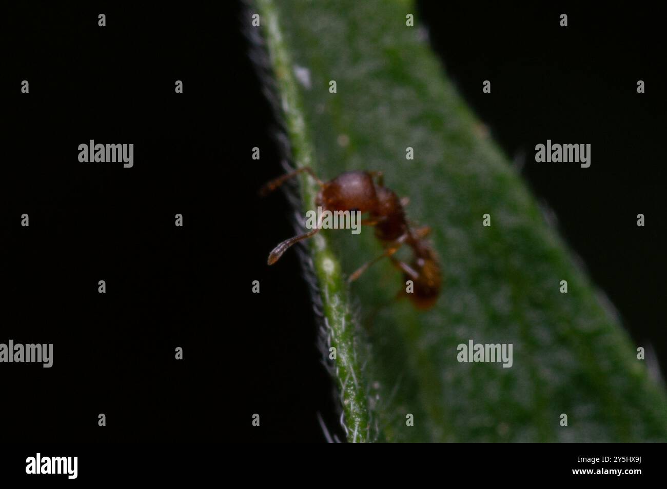 Acorn Ants and Allies (Temnothorax) Insecta Stock Photo - Alamy