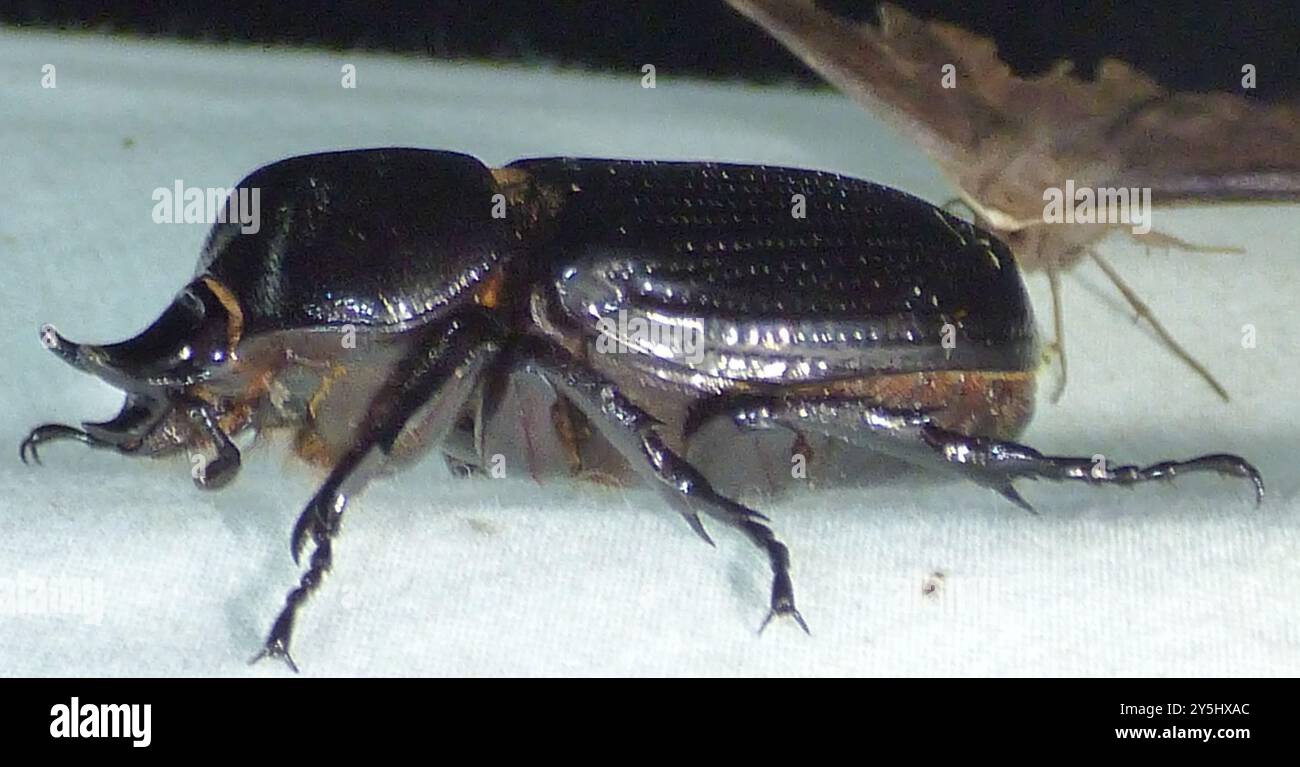 Triceratops Beetle (Phileurus truncatus) Insecta Stock Photo - Alamy