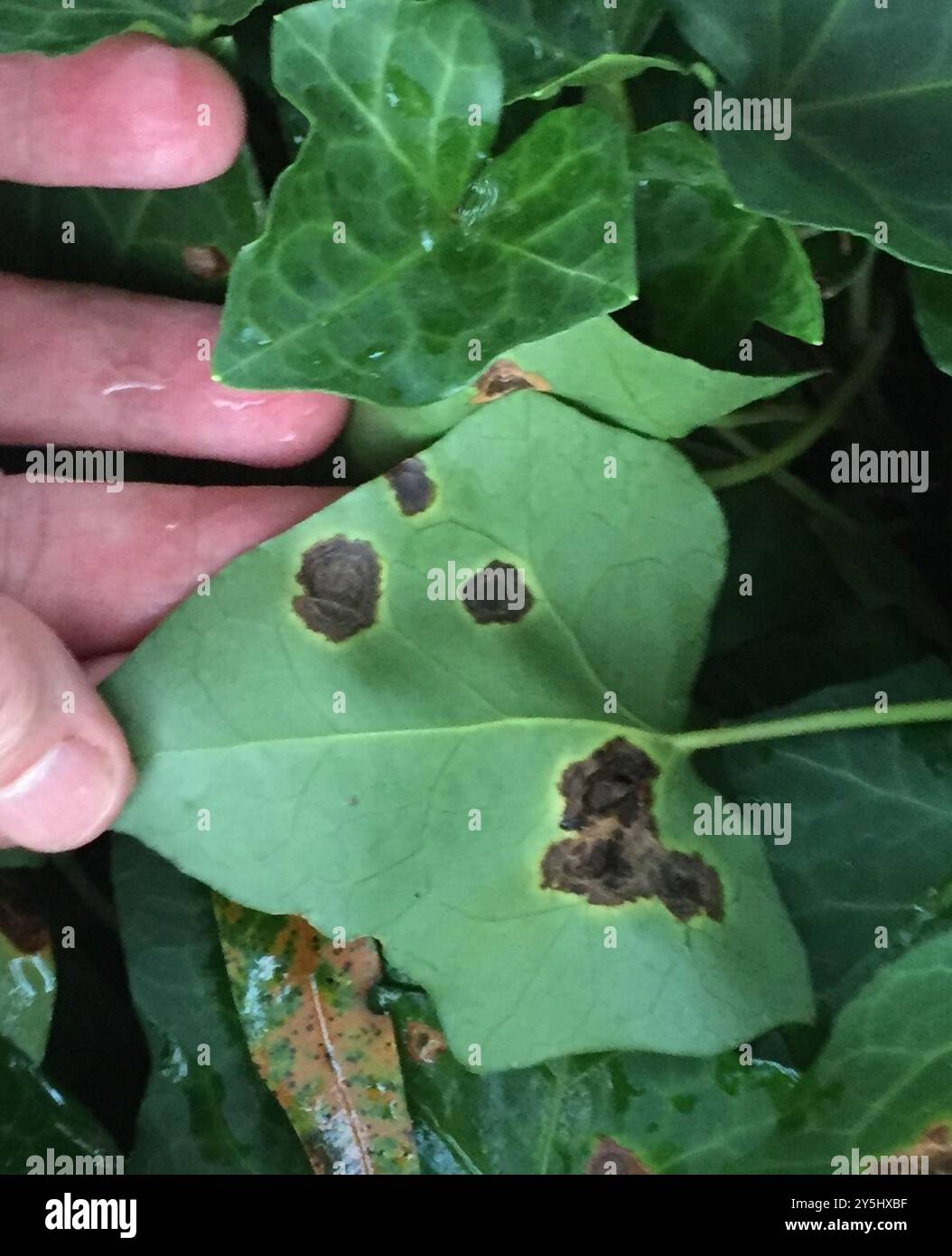 Xanthomonas campestris hi-res stock photography and images - Alamy