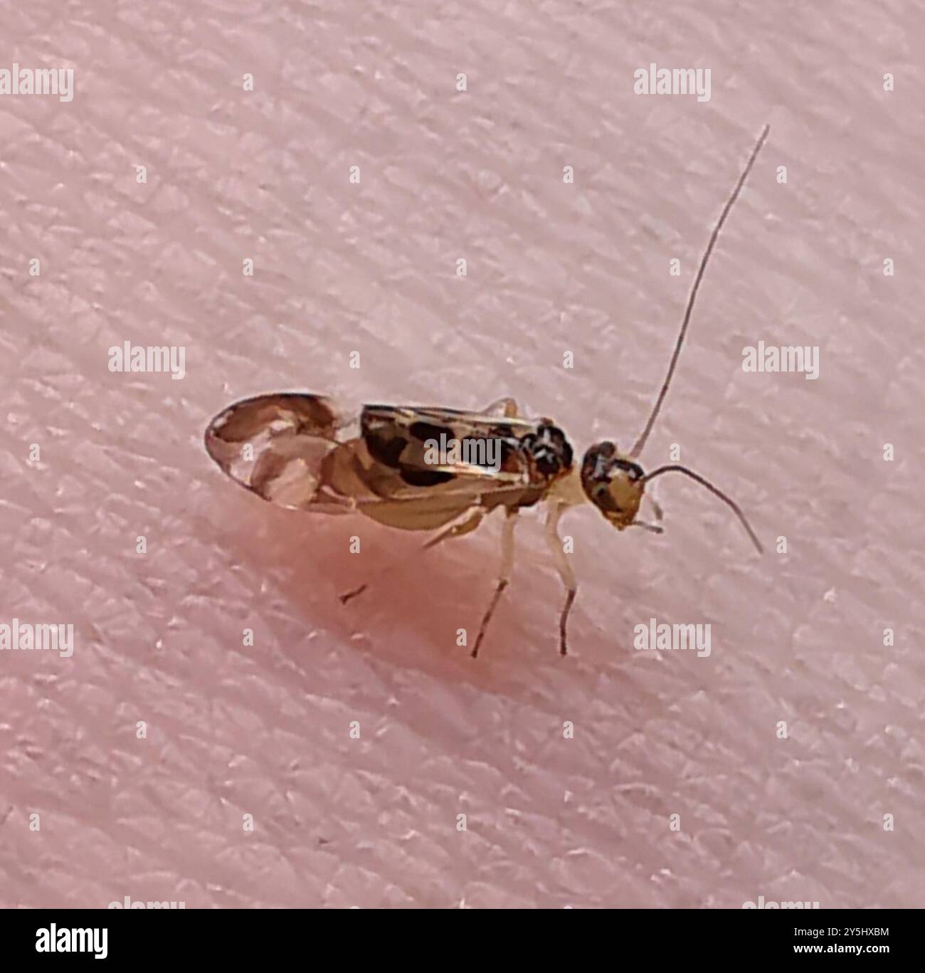 F-winged Barklouse (Graphopsocus cruciatus) Insecta Stock Photo - Alamy