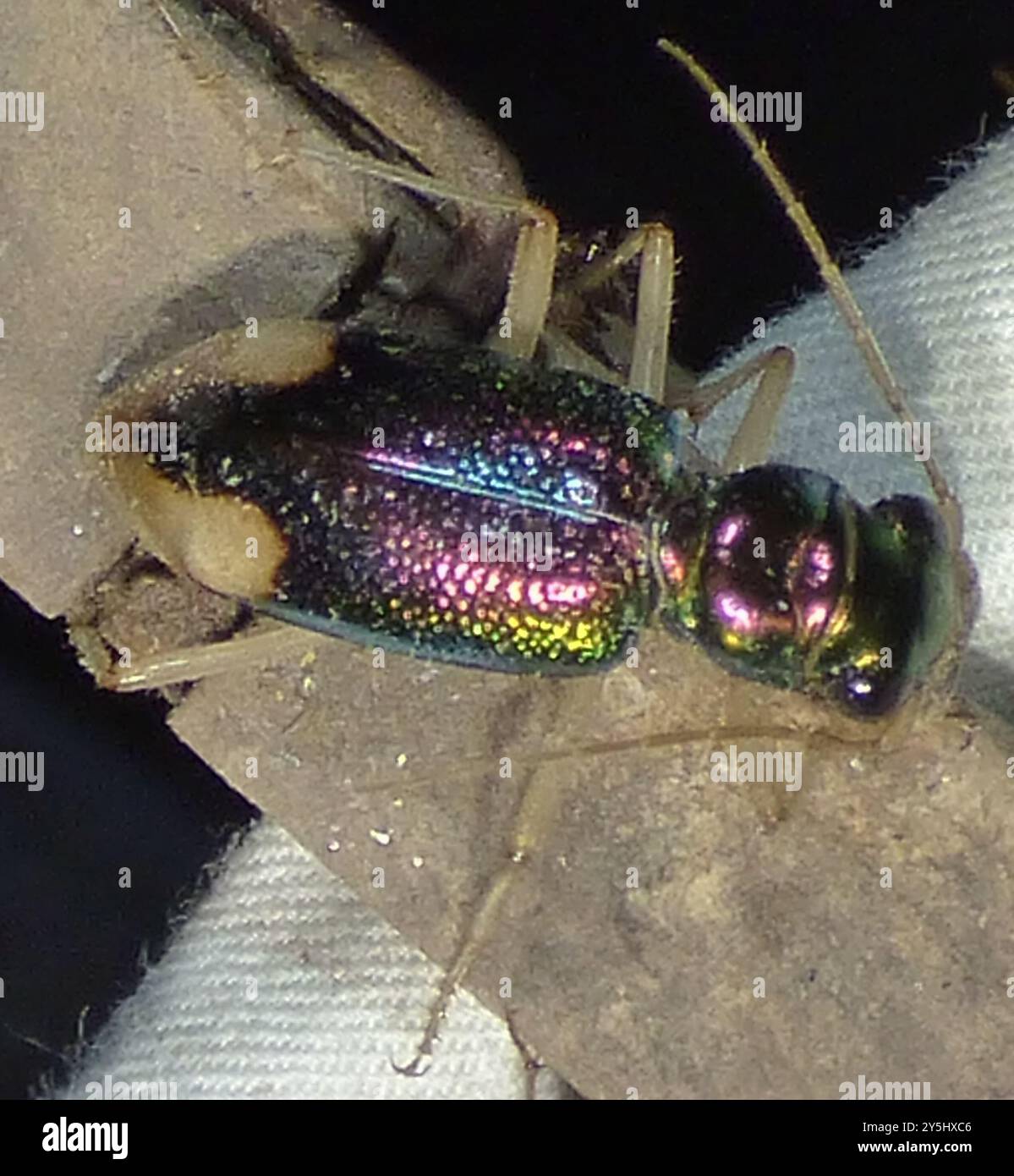 Carolina Metallic Tiger Beetle (Tetracha carolina) Insecta Stock Photo ...